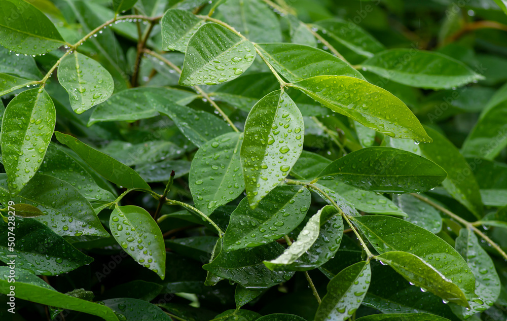 Syzygium polyanthum leaves, with common names Indian bay leaf and ...