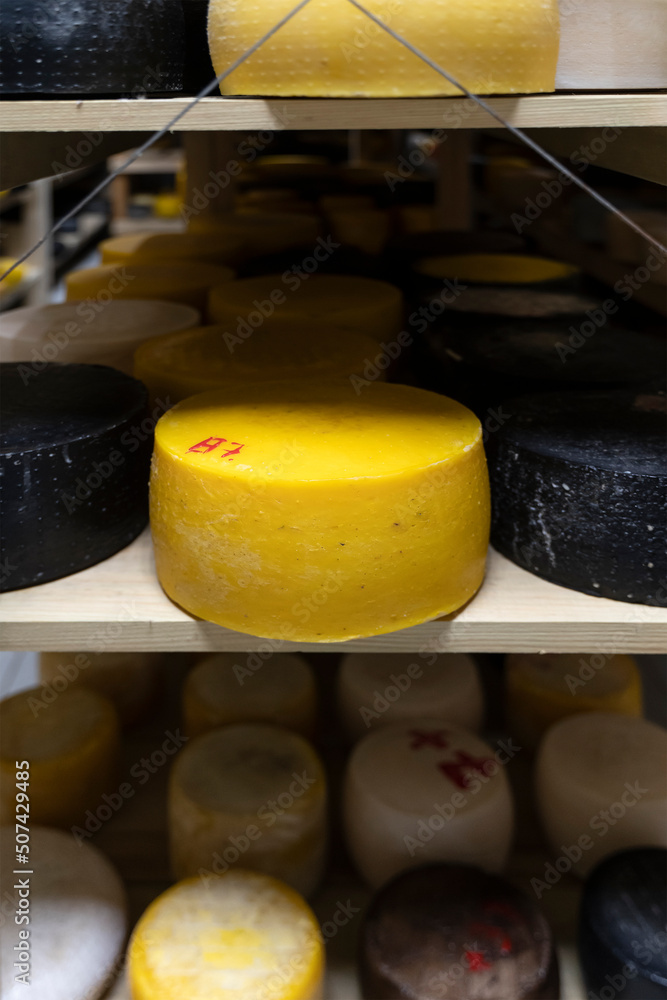 Farm cheese production. Cheese of different varieties on the shelves in ...