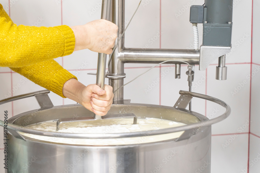 Farm cheese factory. worker mixing small pieces of a soft cheese in the ...