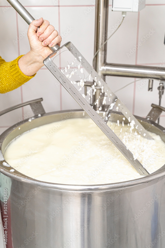 Farm cheese factory. worker mixing small pieces of a soft cheese in the ...