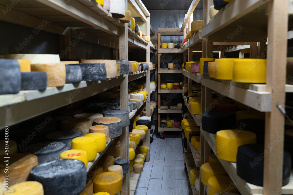Farm cheese production. Cheese of different varieties on the shelves in ...
