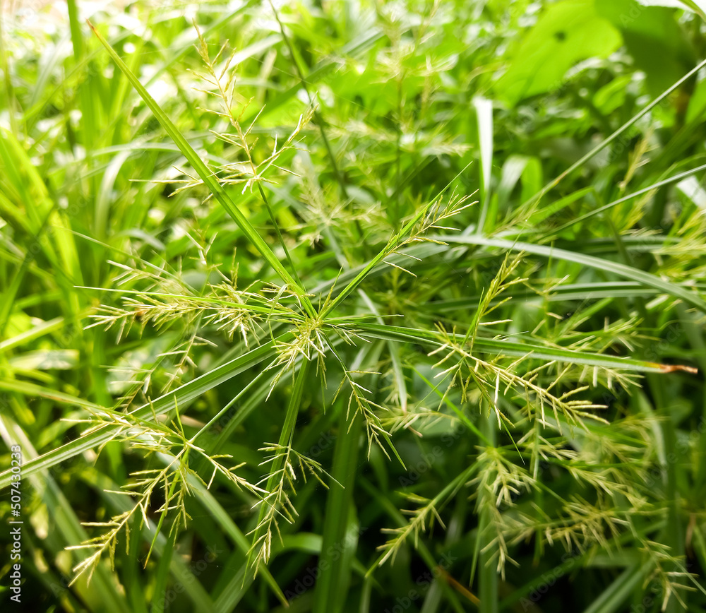 Thuththiri plant, Cyperus rotundus, coco-grass, Java grass, nut grass ...