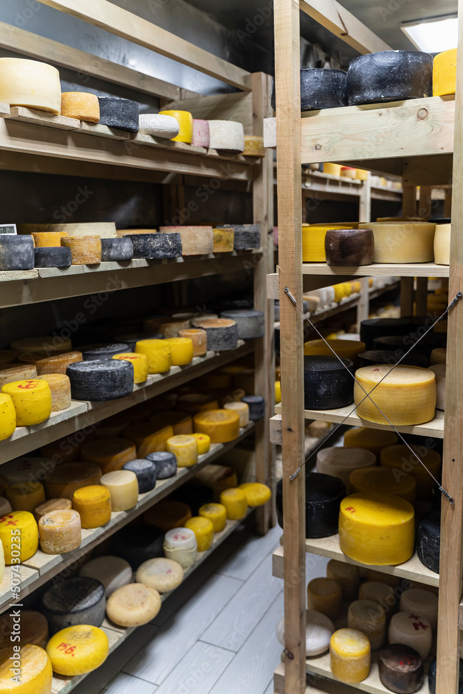 Farm cheese production. Cheese of different varieties on the shelves in ...