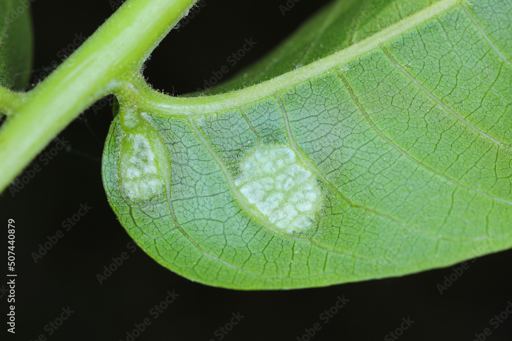 Fotografia do Stock: walnut leaf gall mite, Persian walnut leaf blister ...