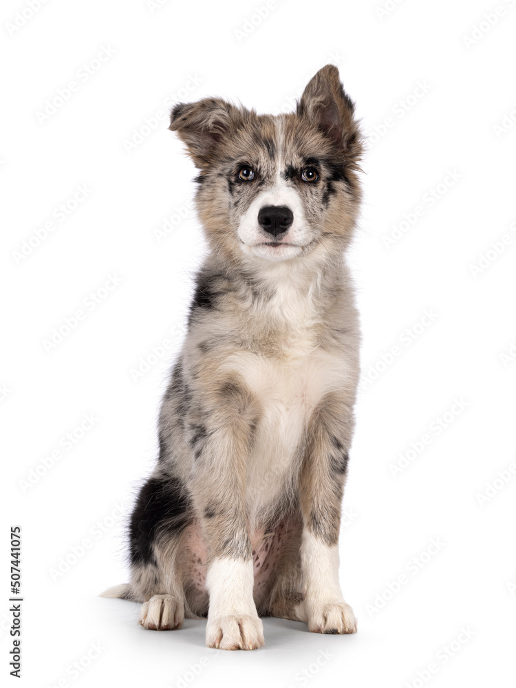 Adorable blue merle Border Collie dog puppy, sitting up facing front. Looking towards camera ...