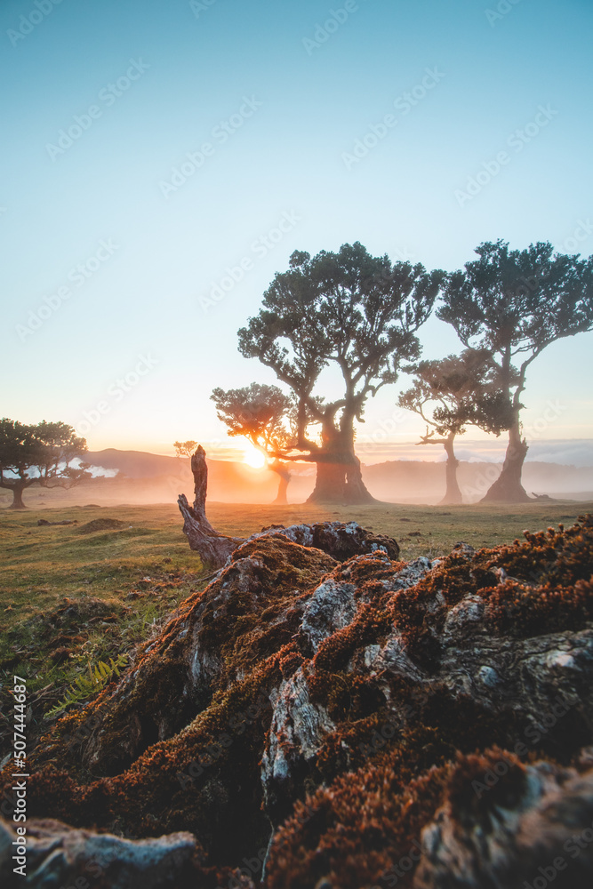 Traveler walk around trees. Most famous tourist destination Fanal on ...