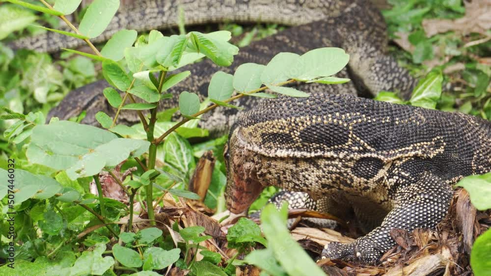 Water monitor eating, fighting and snatching each others for food ...