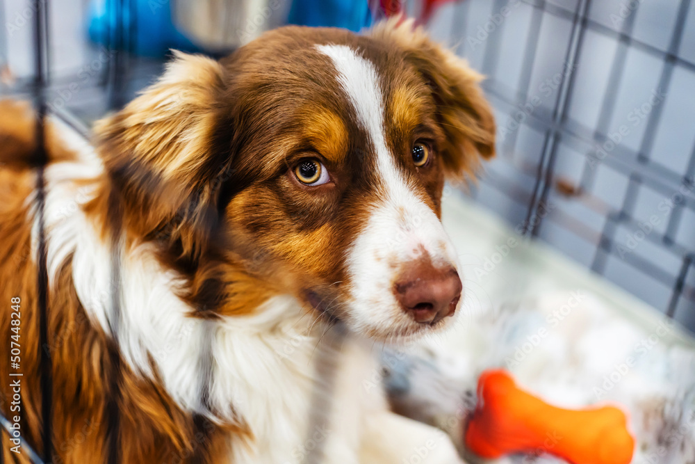 A sad dog sits behind a metal grill. Transportation of animals in ...