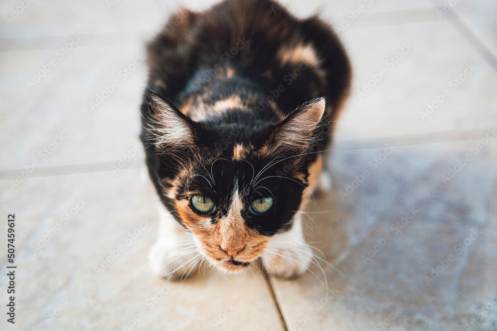 Stray cat crouching down Stock-Foto | Adobe Stock