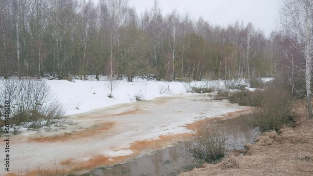 Early spring the ground at the edge of the forest is covered with the ...