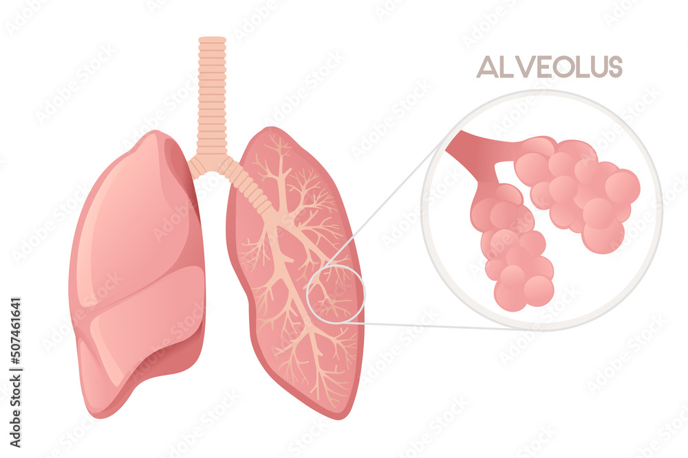 Human Lungs with alveoli cartoon design human anatomy organ vector ...