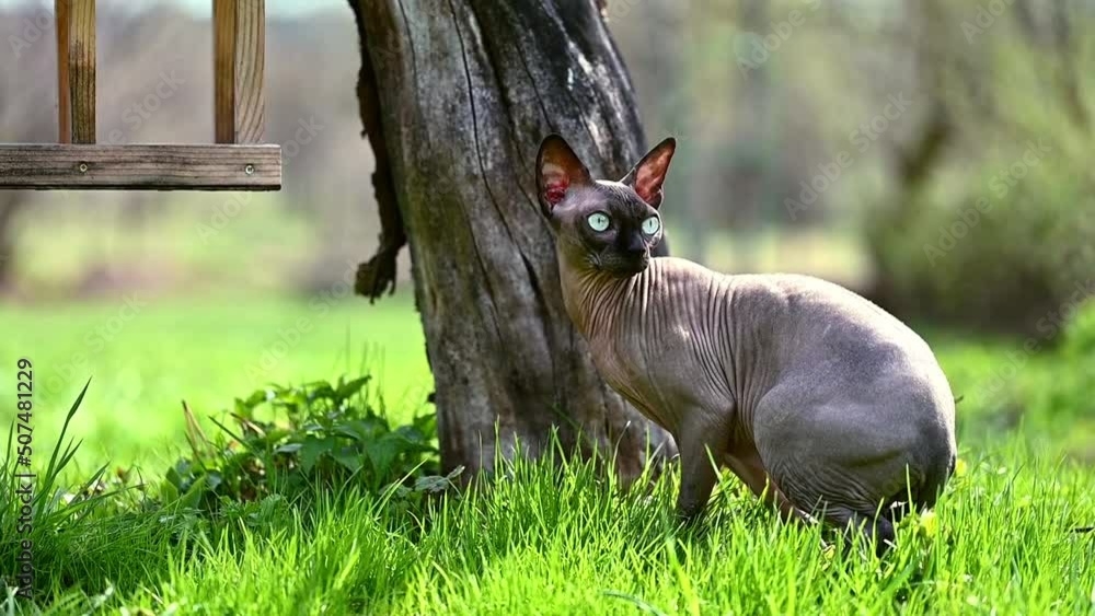 video beautiful sphinx sneaks in the grass. funny bald sphynx cat runs ...