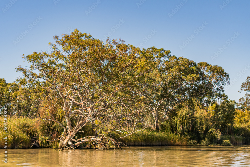 The Murray River in South Australia has many pristine environments ...