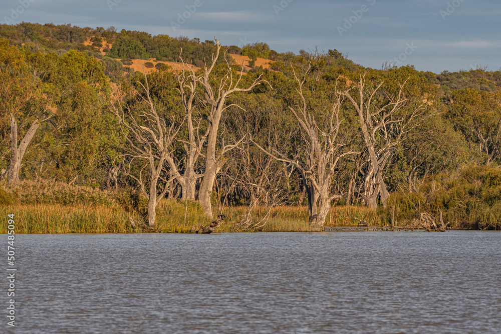 The Murray River in South Australia has many pristine environments ...