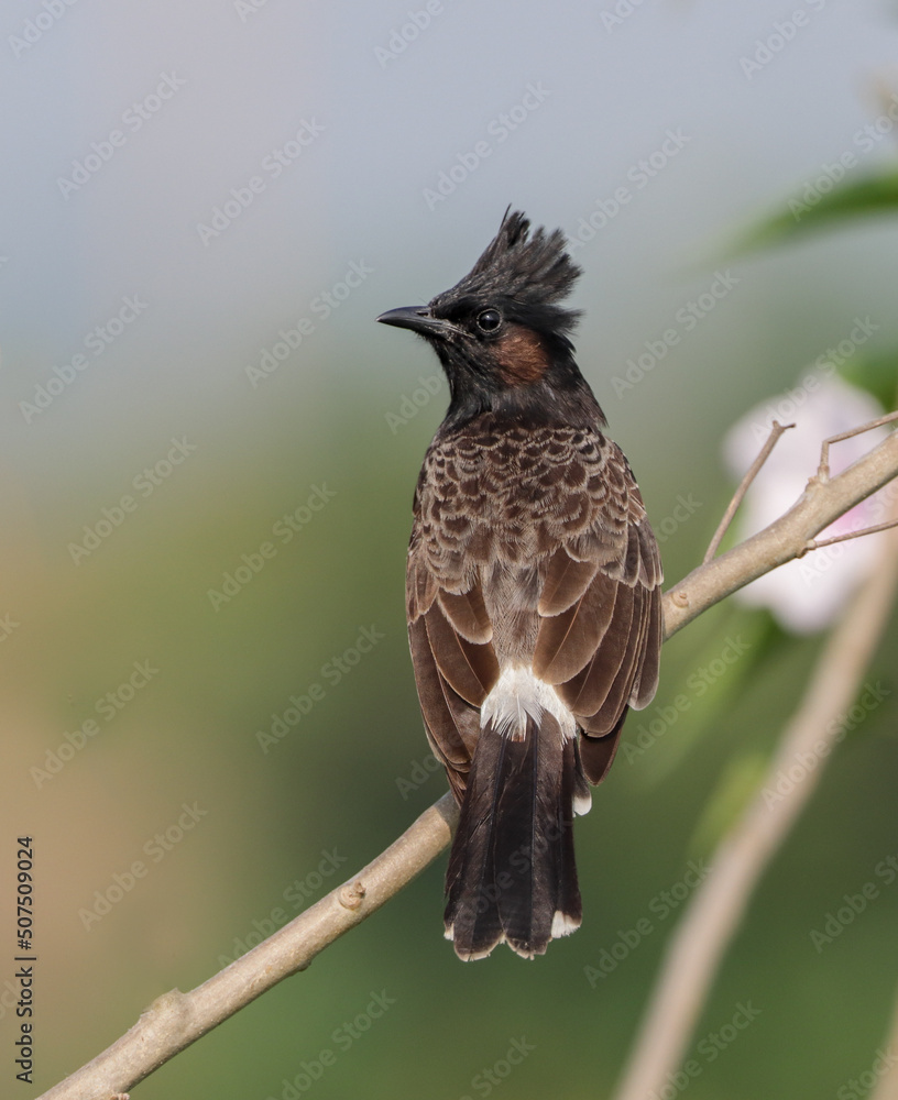 The red-vented bulbul is a member of the bulbul family of passerines ...