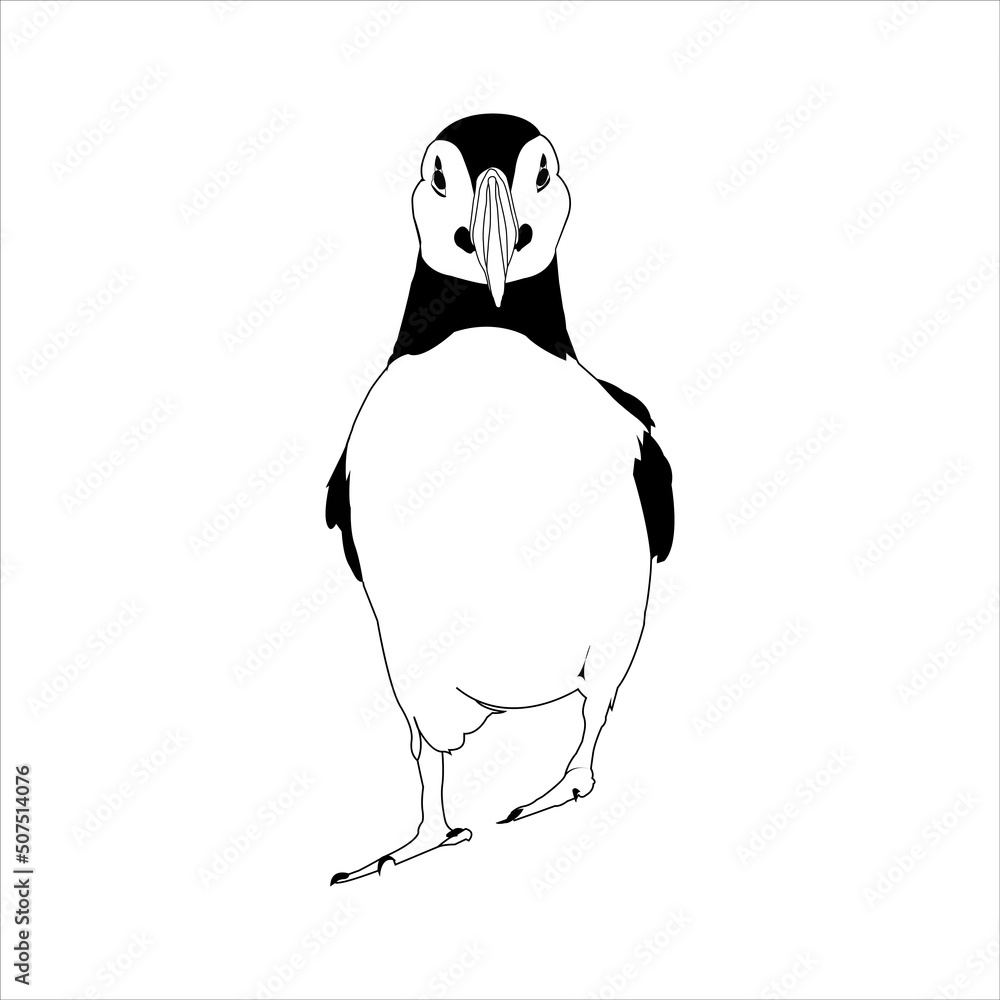 Puffin illustration, drawing, engraving, ink, line art, vector Stock ...