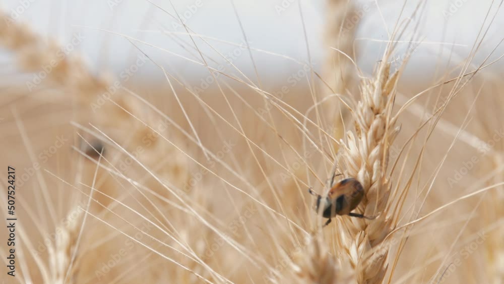 Agriculture. Harmful beetles eat up the wheat crop. Wheat field ...
