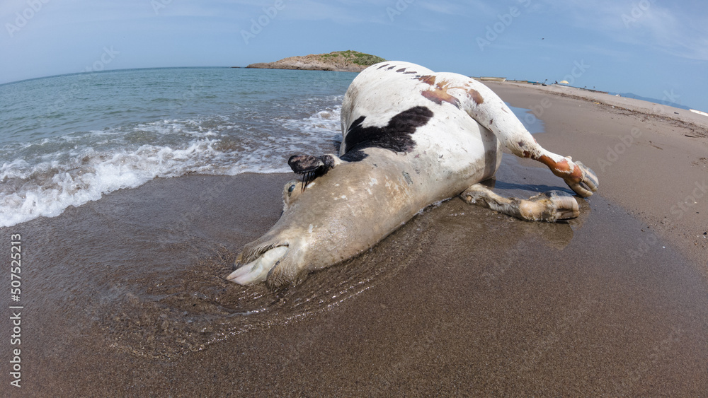 Dead cow in the beach, Death nature, dead animal, human ecology issues, The corpse of a cow in ...