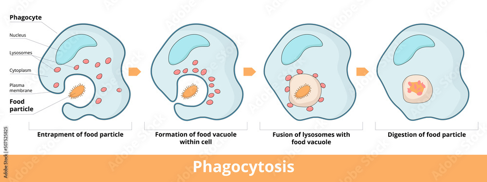 Poster Detailed process of phagocytosis in four stages: entrapment of ...