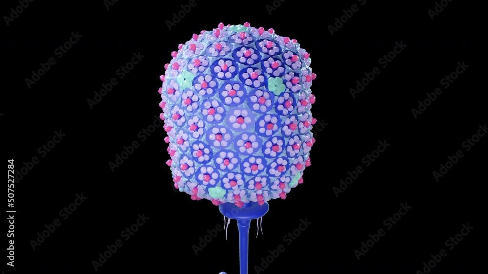 Bacteriophage T4: 3d structure animation of the virus with the dna ...