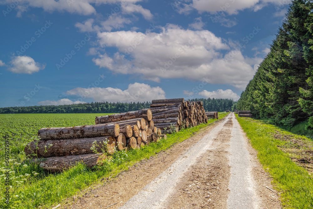 Stacked tree trunks from sustainably managed Dutch forests with trunk ...
