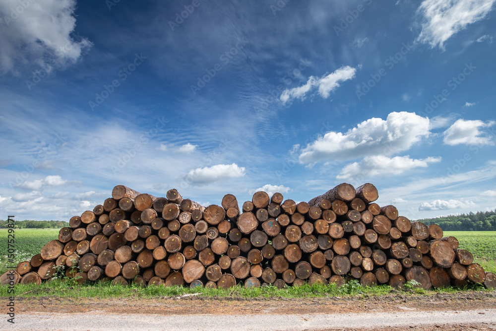 Stacked tree trunks from sustainably managed Dutch forests with trunk ...