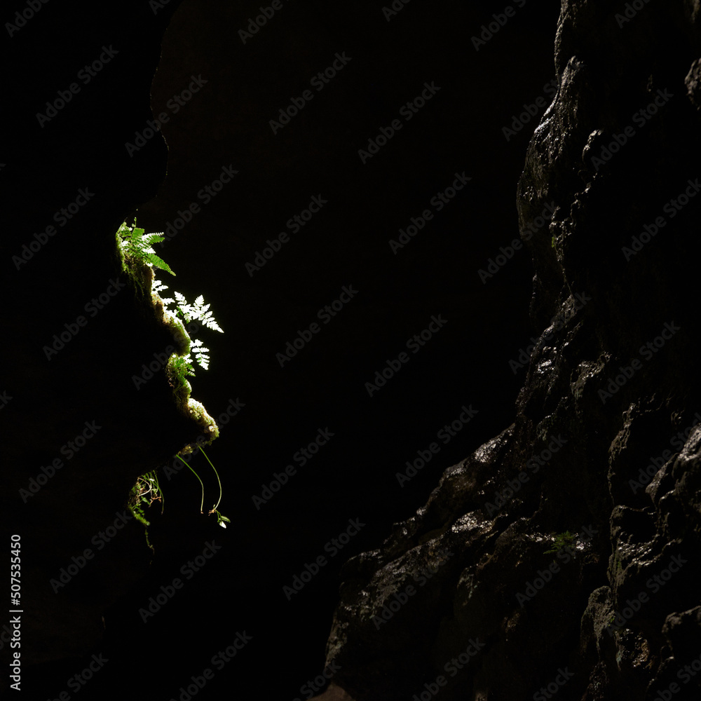 Cave fern back lit on rock formation glows bright green in dark ...