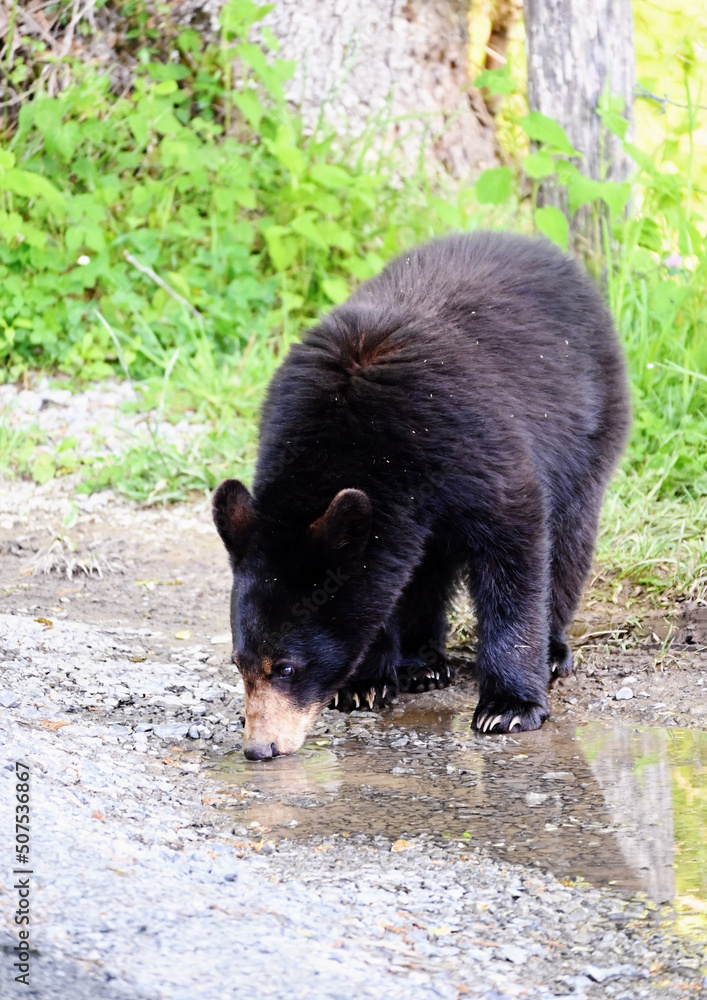 Bear Drinking Water Stock Photo | Adobe Stock