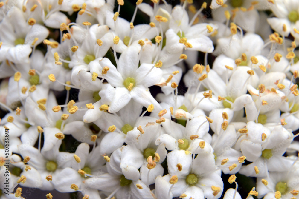 Viburnum lantana, the wayfarer or wayfaring tree, is a species of ...