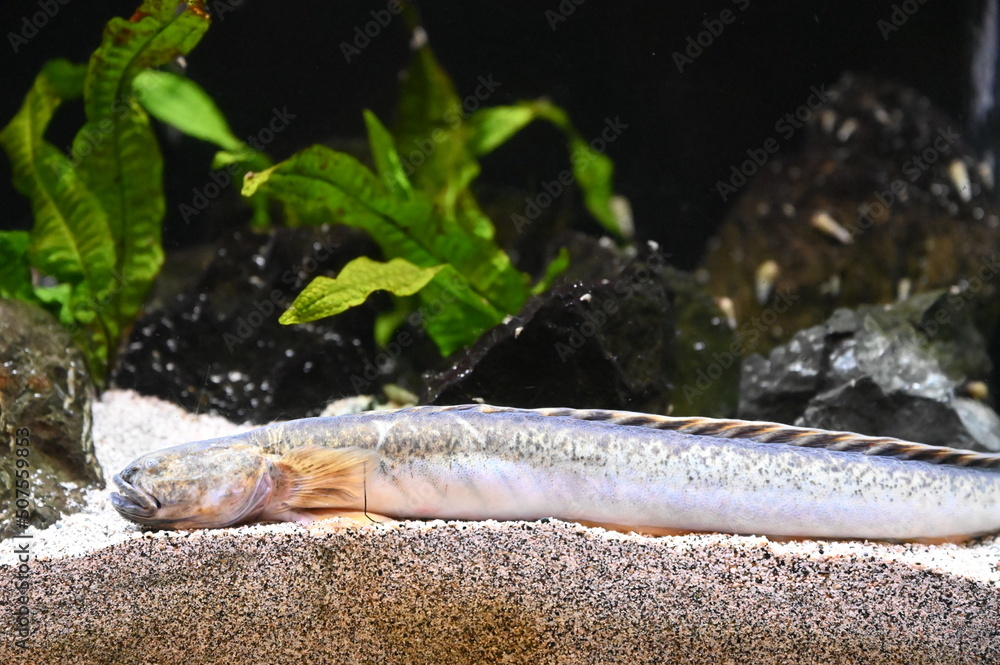 Dragon Eel Freshwater
