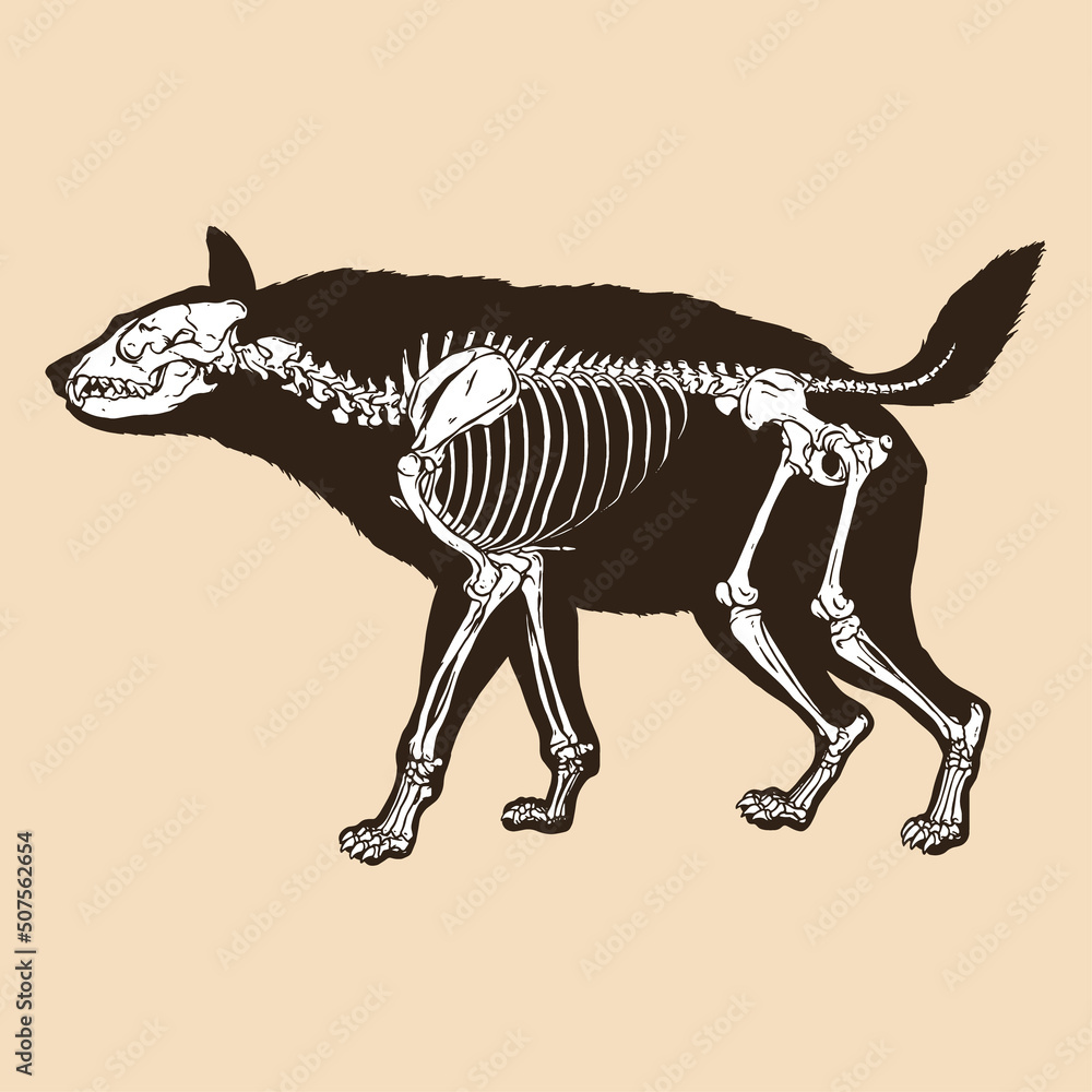Skeleton hyena vector illustration Stock Vector | Adobe Stock