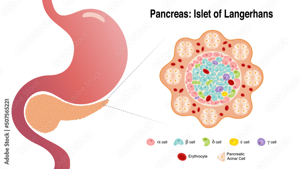 Pancreatic Islet of Langerhans Diagram Stock Vector | Adobe Stock