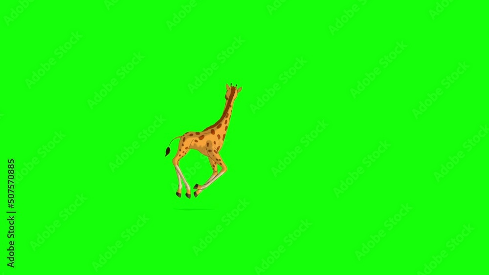 Little baby giraffe runs fast and looks around chroma key extreme long ...
