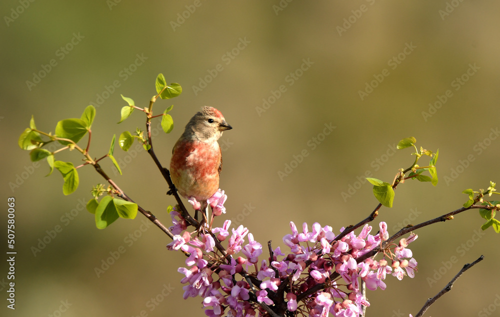 pardillo en arbol con flores Stock Photo | Adobe Stock