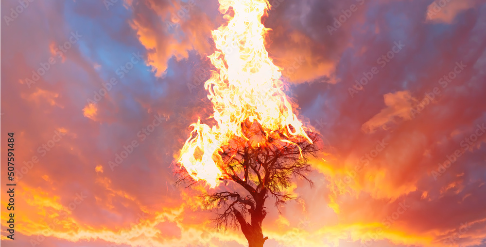Burning Tree on fire at day with stormy sky Stock Photo | Adobe Stock