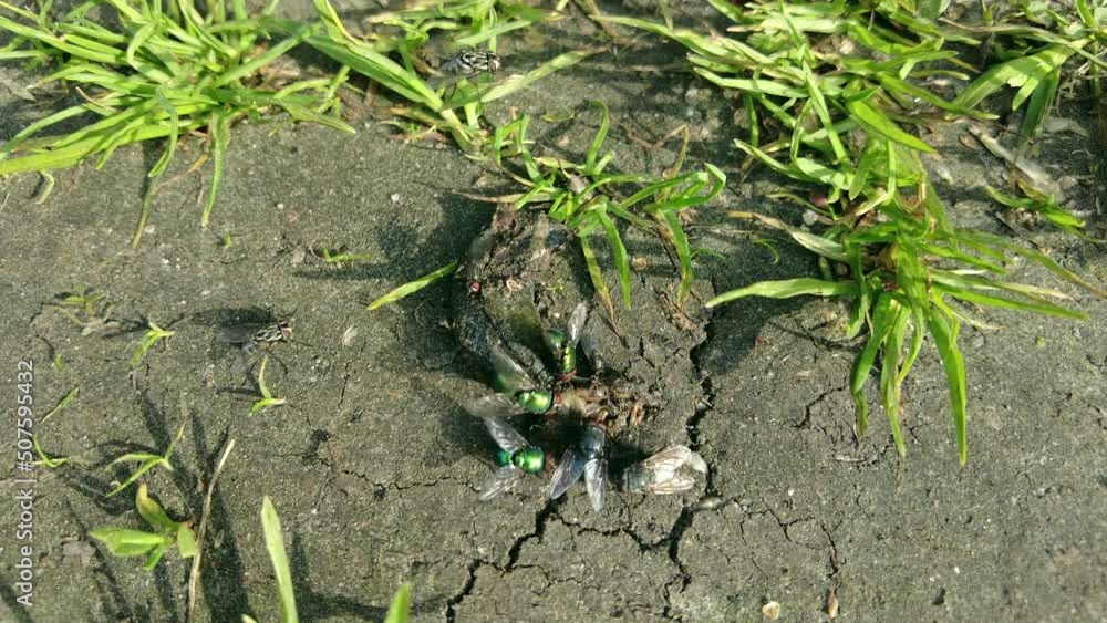 Video „Common green bottle Flies (Lucilia sericata) on meat. Close up ...