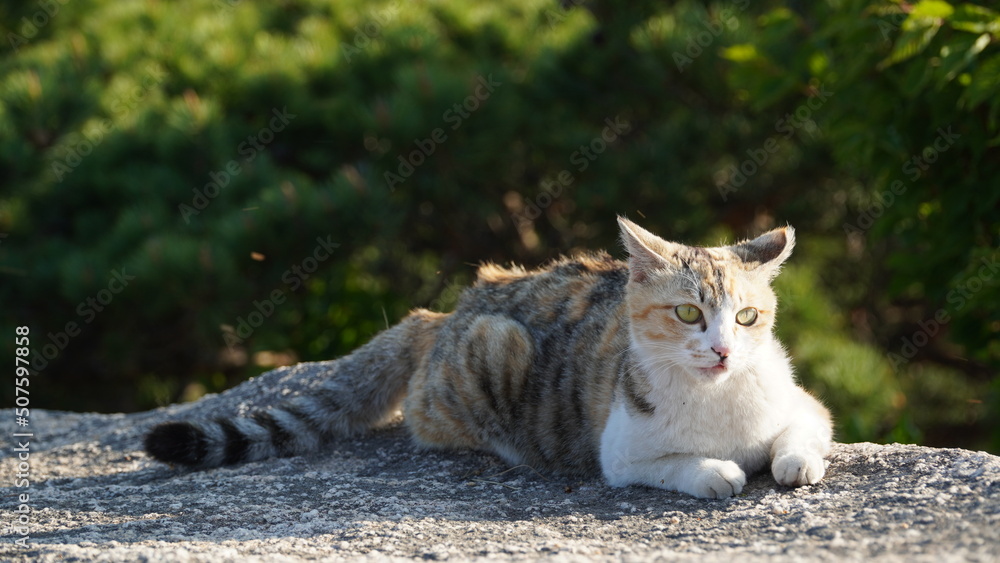 Un gato débil y joven de tres colores que está atrasado en la ...