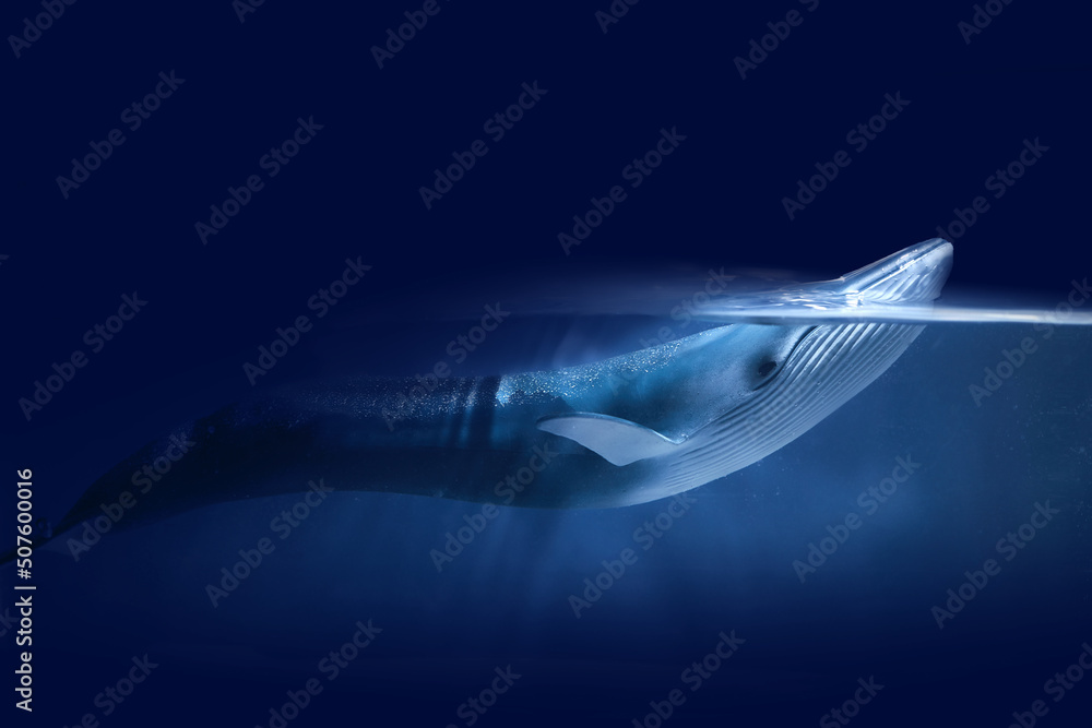 World oceans day. The blue whale swimming near a surface with a view of ...