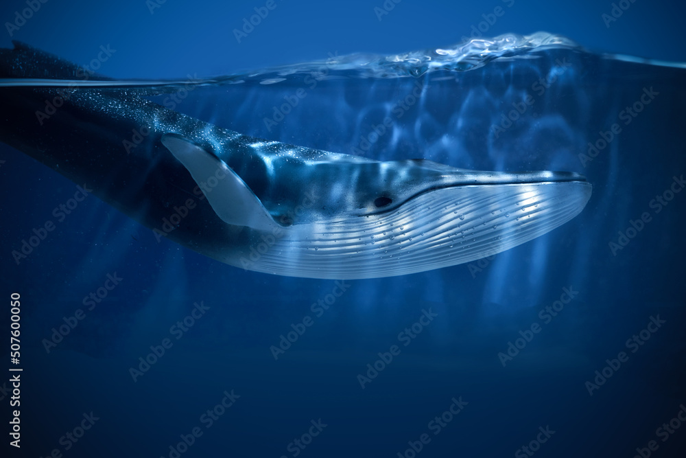 World oceans day. The blue whale swimming near a surface with a view of ...