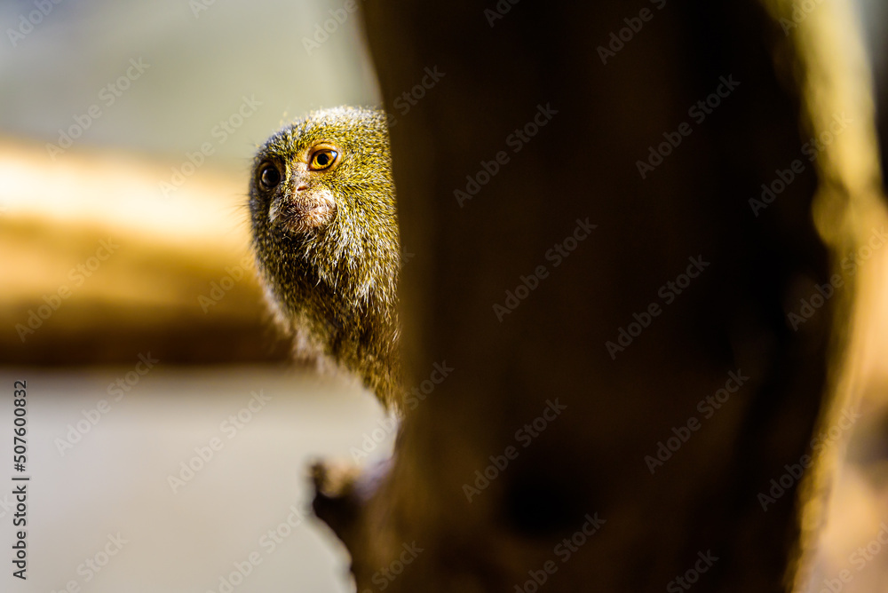 The pygmy marmoset, genus Cebuella, is a small genus of New World ...
