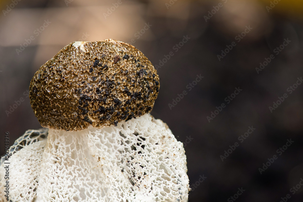 Phallus indusiatus or bamboo mushroom on nature background. Stock Photo ...
