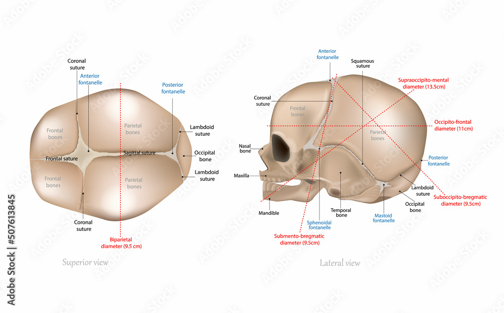 Naklejka Fetal Skull Dimensions. Superior view and Lateral view of the fetal skull showing the ...