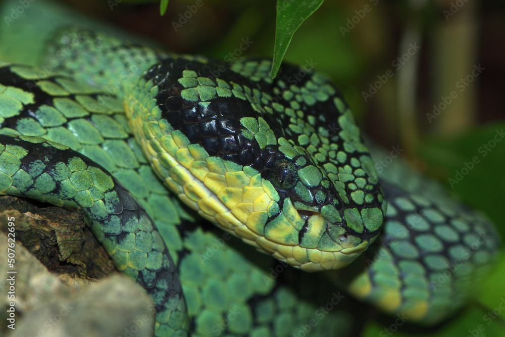 Closeup picture of the Ceylon green pit viper Craspedocephalus ...