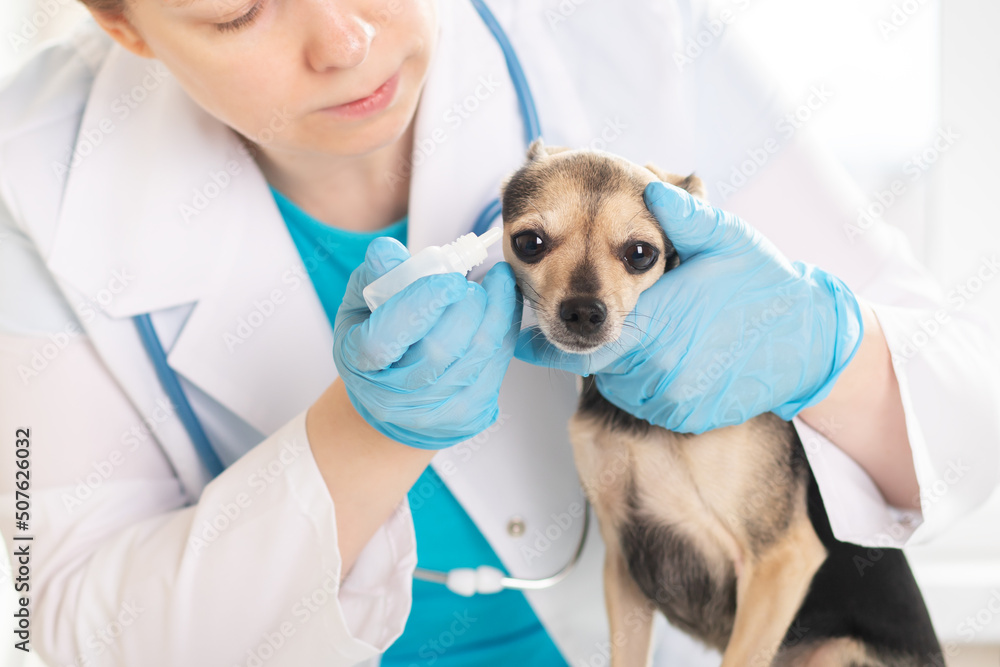 treatment of ears in dogs, drops for otitis media and ear diseases in ...