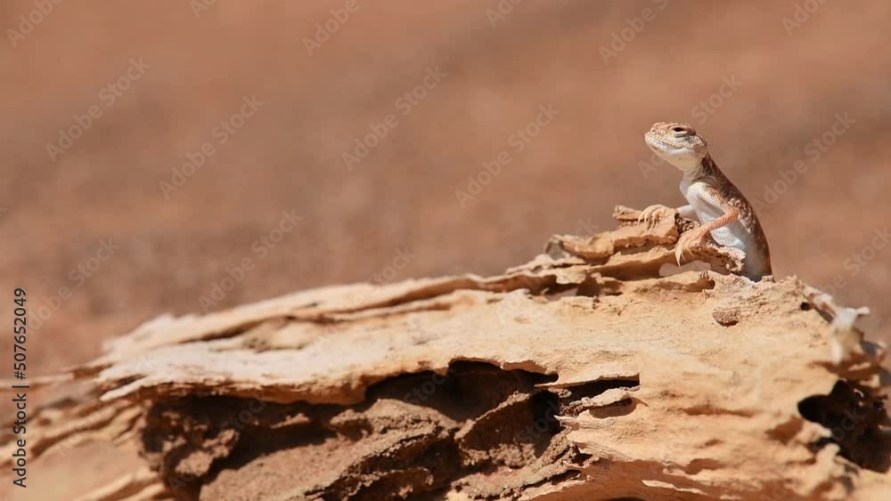 Vidéo Stock Arabian toad-headed agama lizard in the Desert, standing on ...