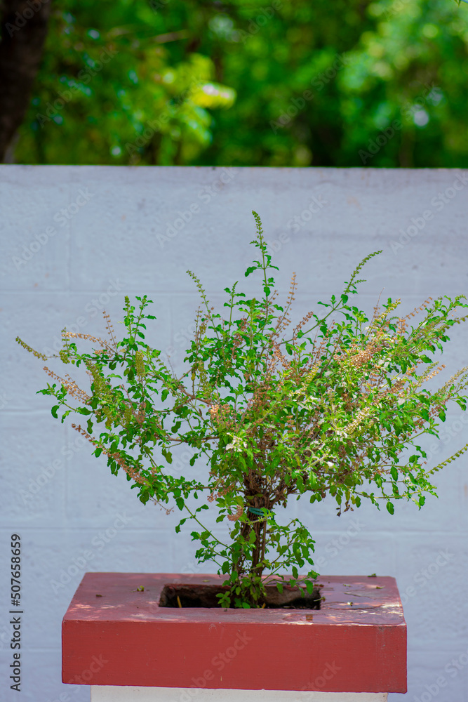 holy basil, (Ocimum tenuiflorum), also called tulsi or tulasi ...