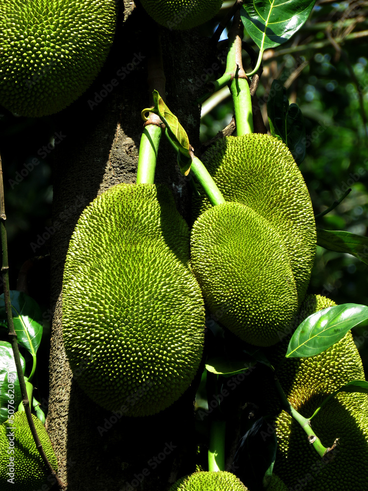 jackfruit tree, bunch of Jack fruits in tree. Green Tropical fruits in ...