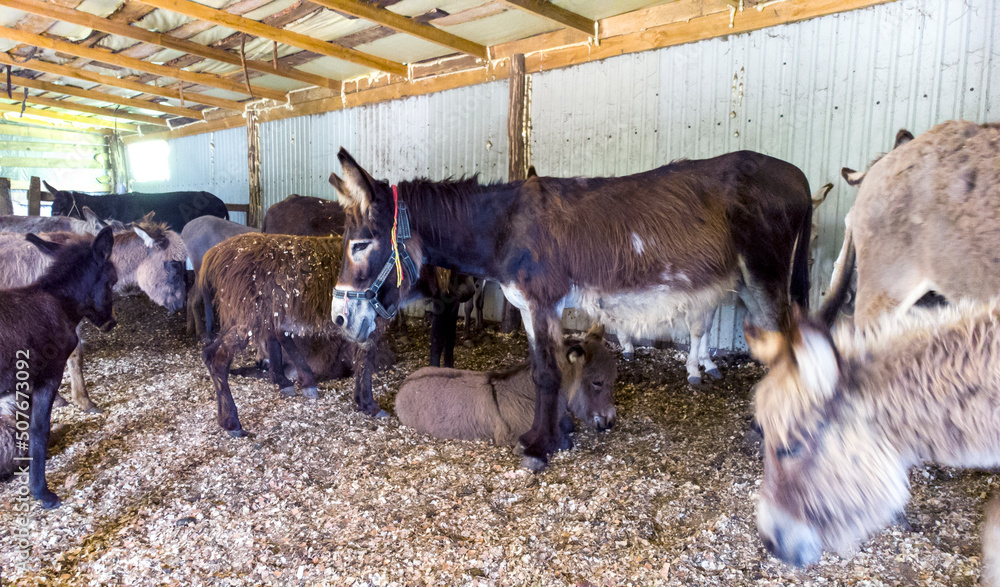 Adult donkey mother with young foal colt and many other donkeys ...
