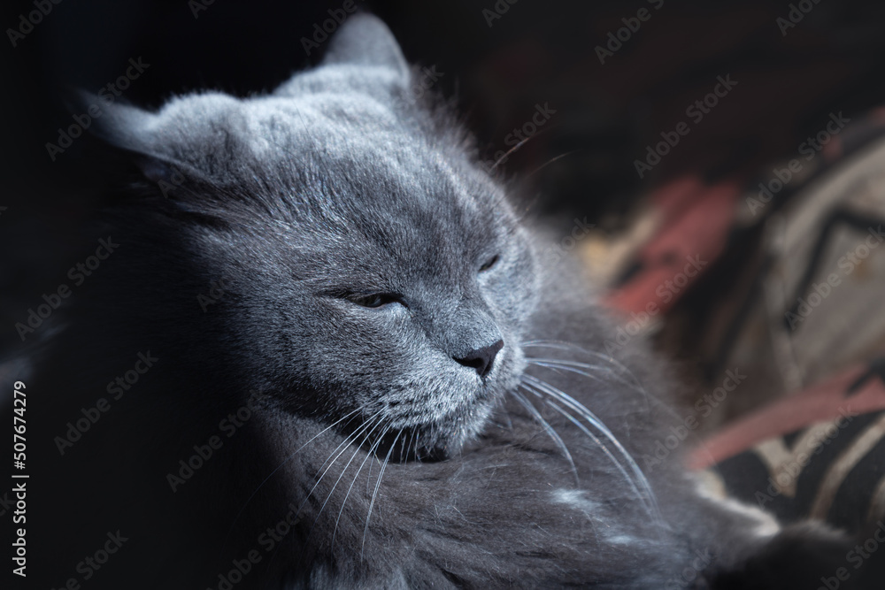 Big fluffy grey cat of Nebelung breed lies on a colorful pillow against ...