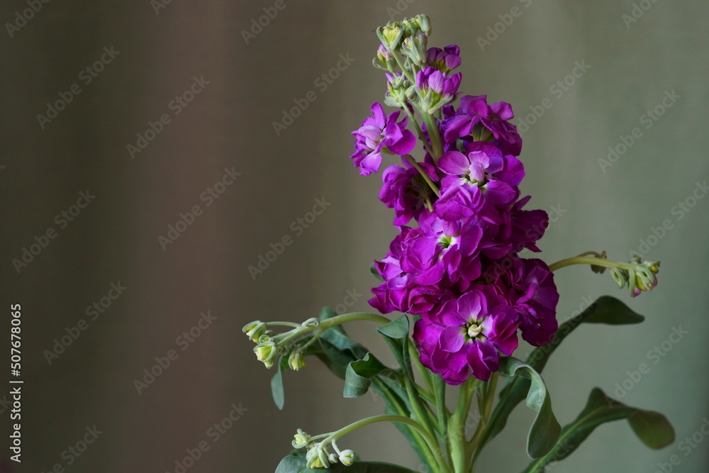 Beautiful background with purple matthiola, Matthiola Incana Stock ...